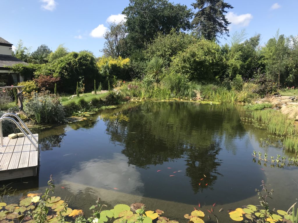 Natural swimming pool conversion x - Blue Skies gardening